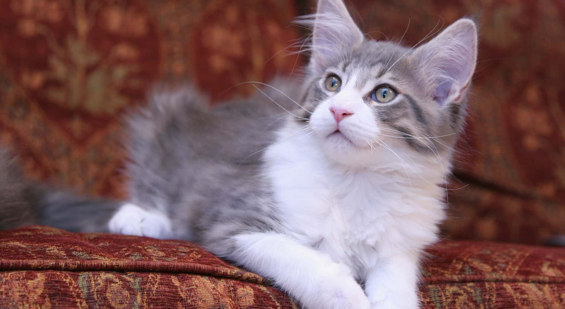 Maine Coon Cats Health Issues: Understanding & Preventive Care - meowbeans
