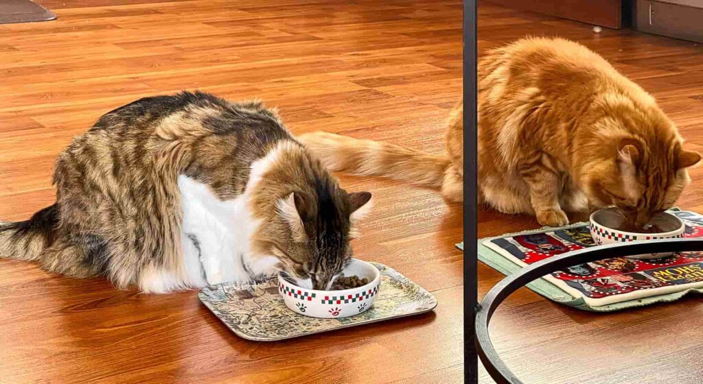 Maine Coon Cats Health Issues: Understanding & Preventive Care - meowbeans