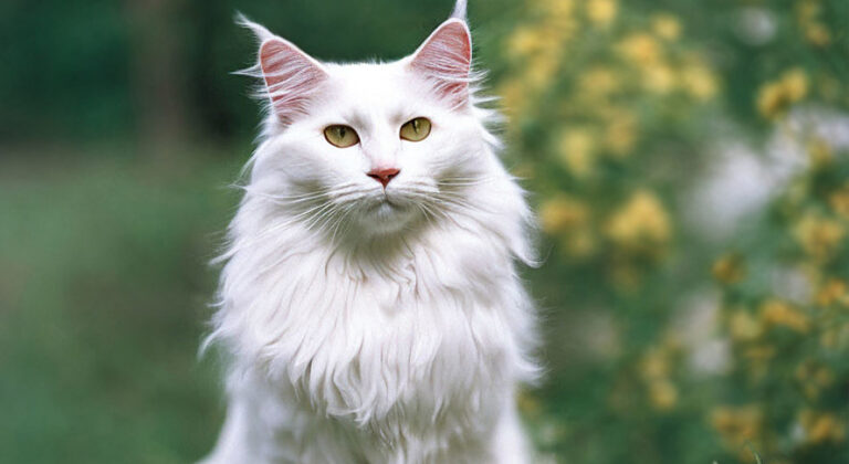 What do Maine Coon Cats Eat? Complete Feeding Guide + Charts - meowbeans