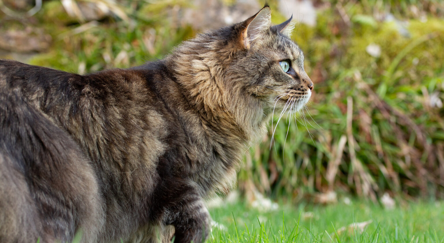 What do Maine Coon Cats Eat? Complete Feeding Guide + Charts - meowbeans