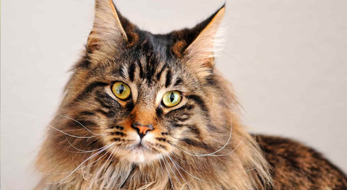 What do Maine Coon Cats Eat? Complete Feeding Guide + Charts - meowbeans