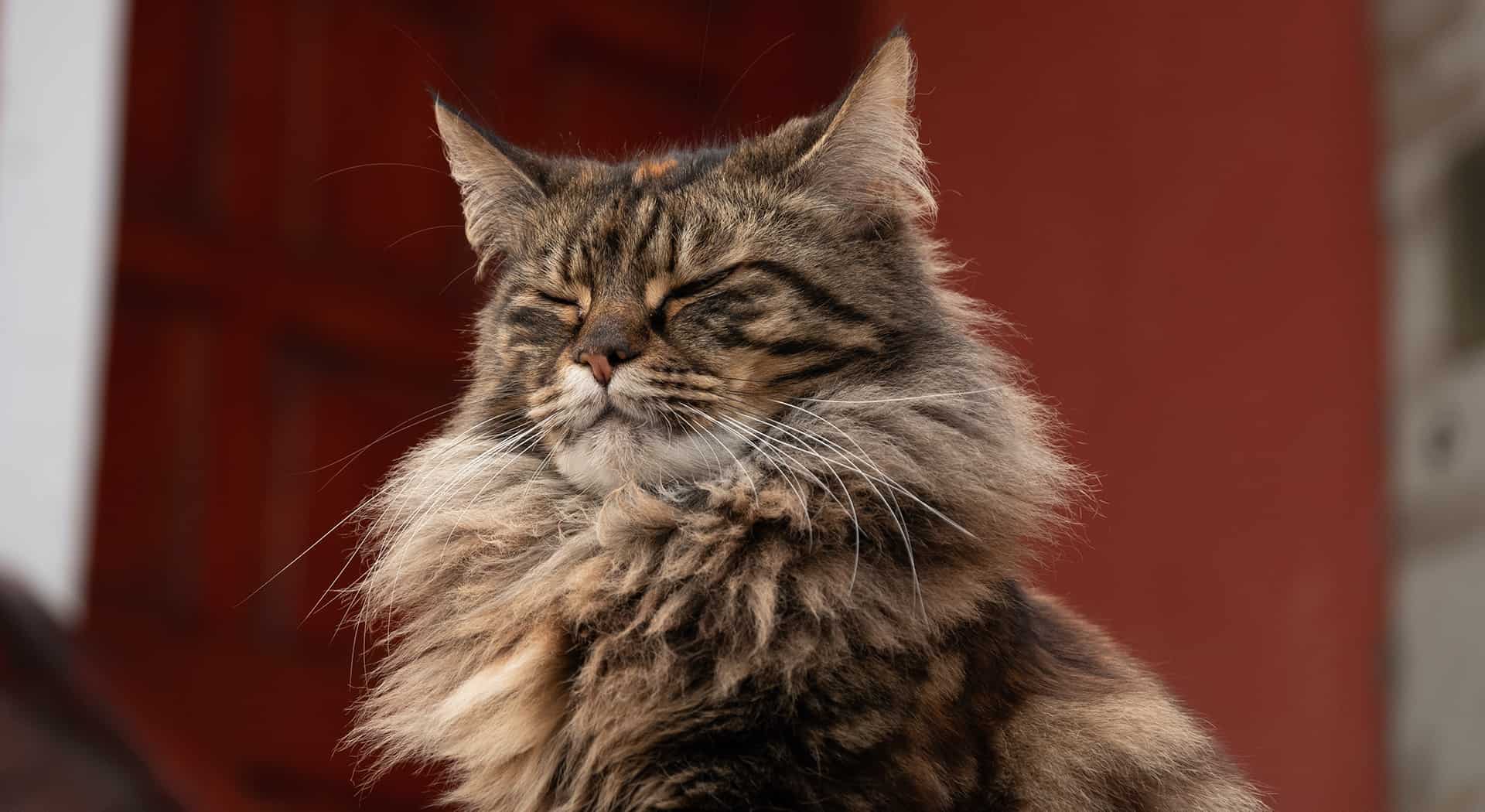 Maine Coon Cats Health Issues: Understanding & Preventive Care - meowbeans