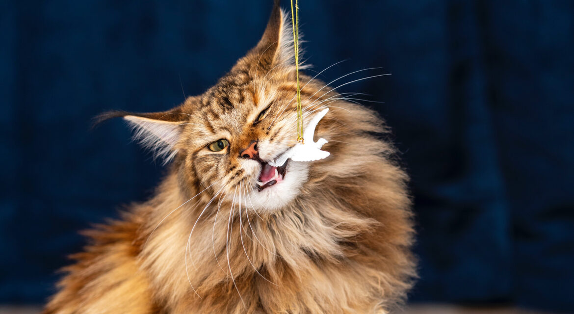 What do Maine Coon Cats Eat? Complete Feeding Guide + Charts - meowbeans