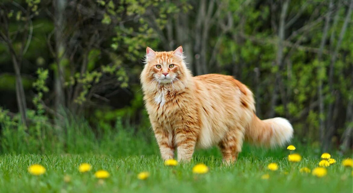 Maine Coon Cats Health Issues: Understanding & Preventive Care - meowbeans